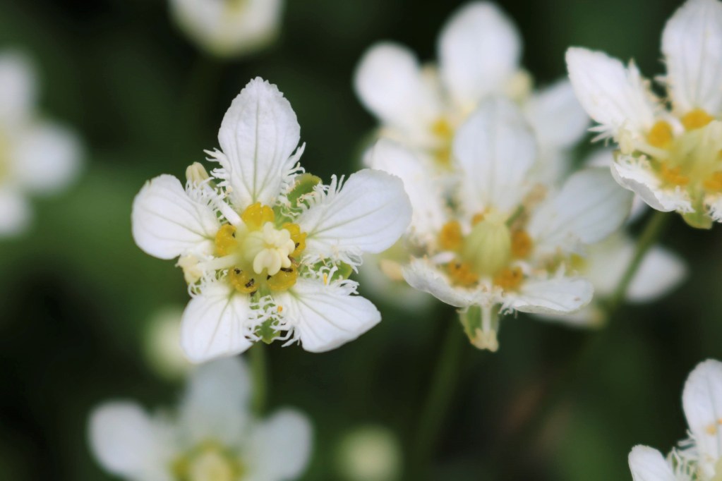 The Story Behind the Mountain Wildflower Collection - Ripe and Roasted